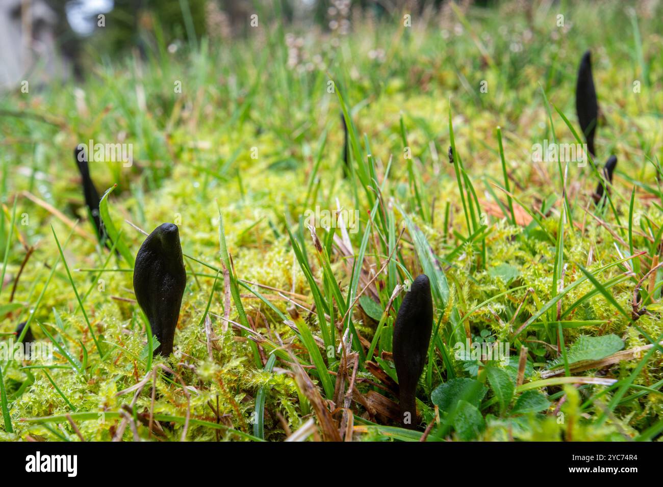 Earth tongue fungi (Geoglossum fallax), earth tongues, growing in ...