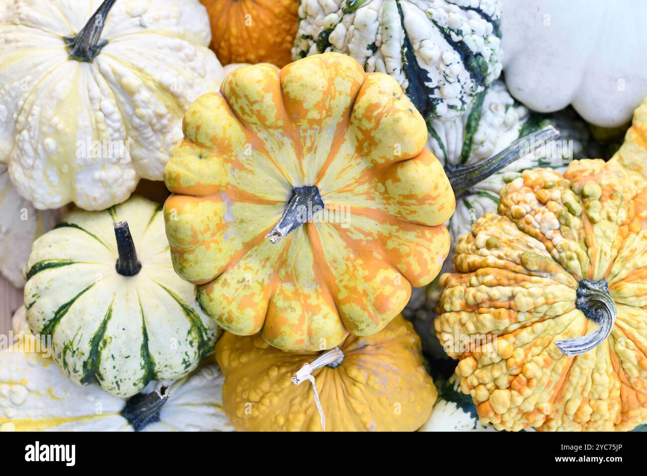 Patisson strie melange hi-res stock photography and images - Alamy