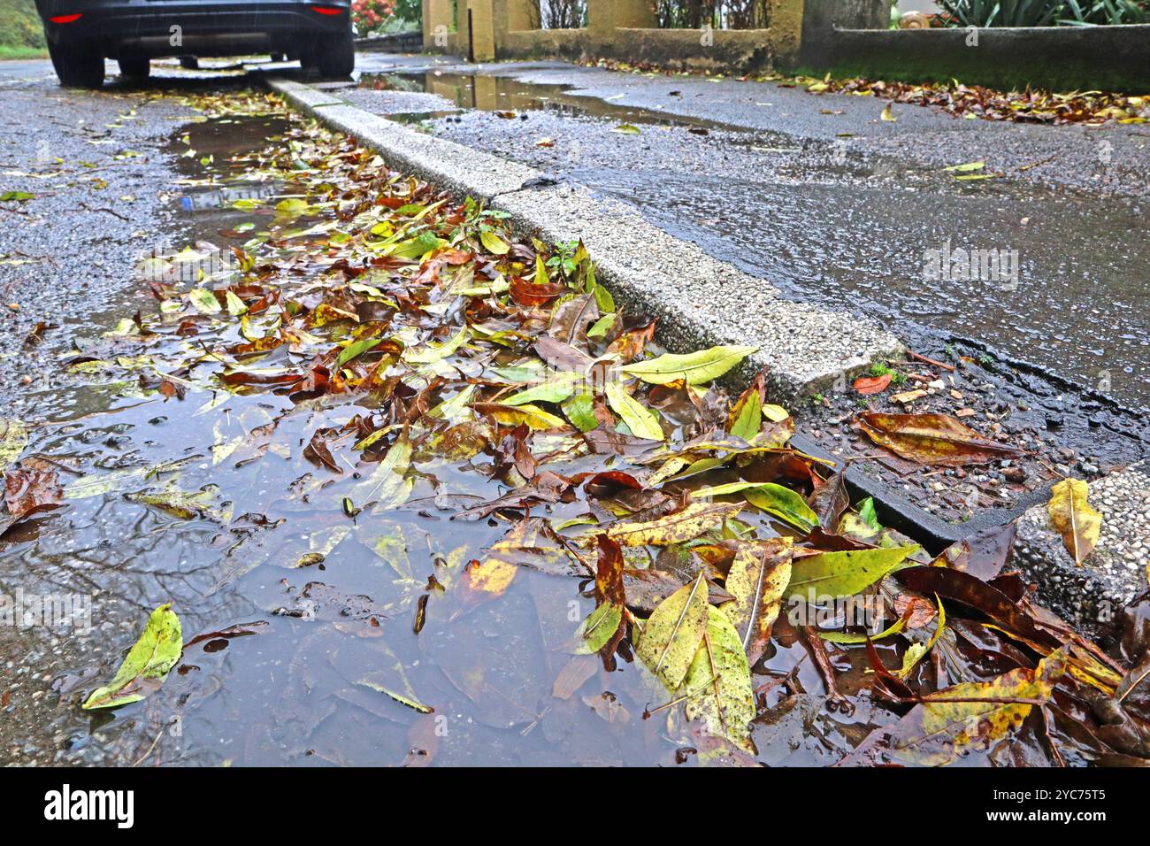 Wasserabfluss und Laub im Herbst Das nasse Herbstlaub einer ...