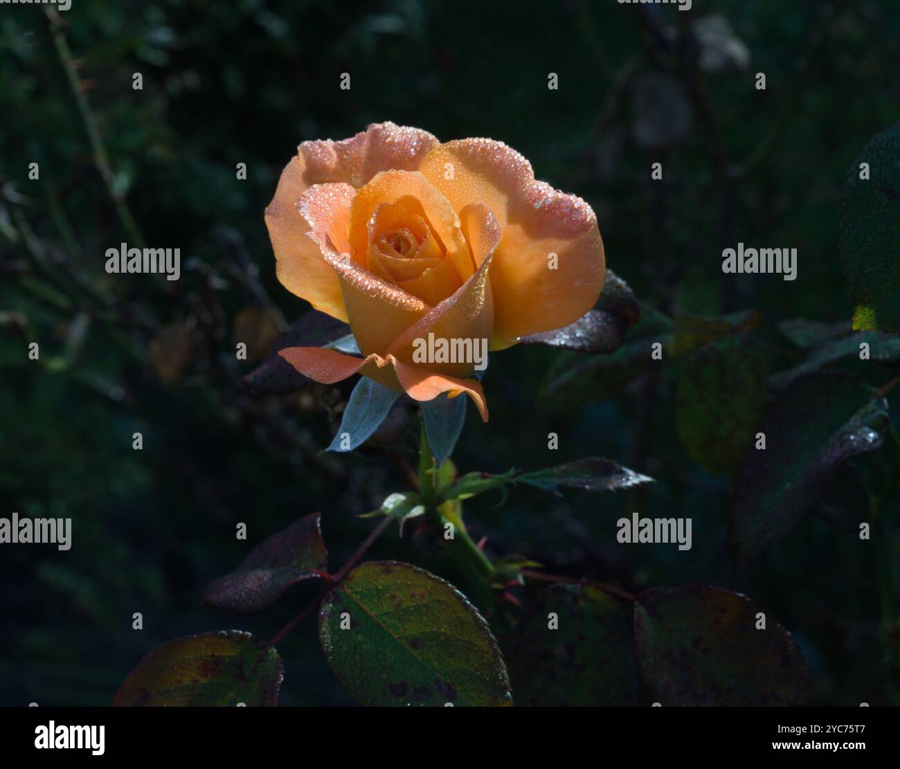 Shades of orange rose hi-res stock photography and images - Alamy