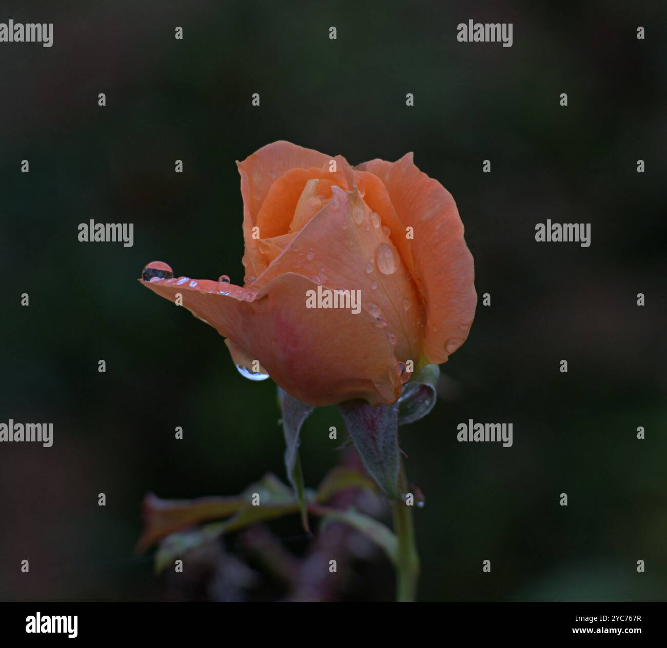 Orange rose after the rain Stock Photo - Alamy
