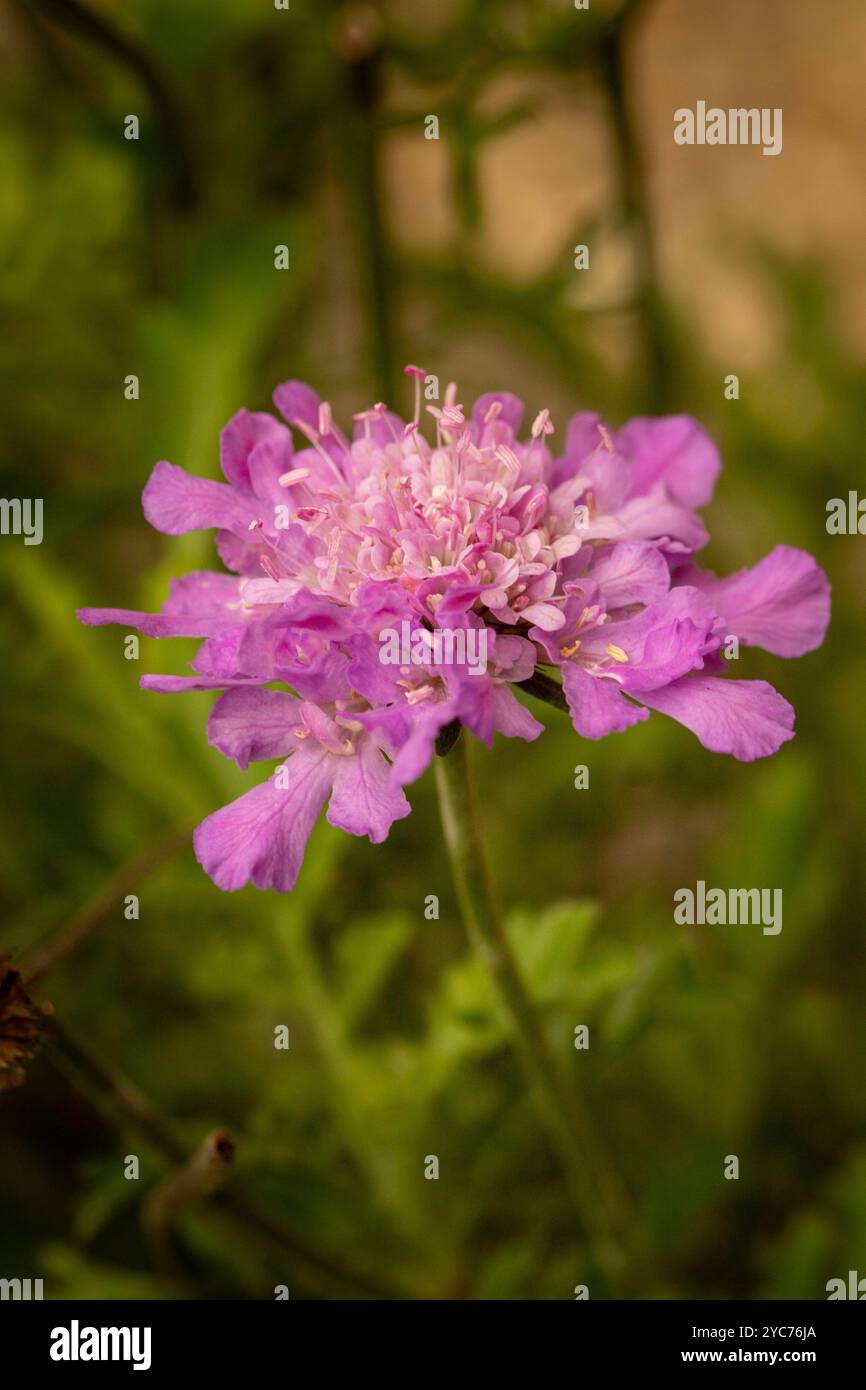 Natural close up flowering plant portrait of single Scabiosa Caucasica ...