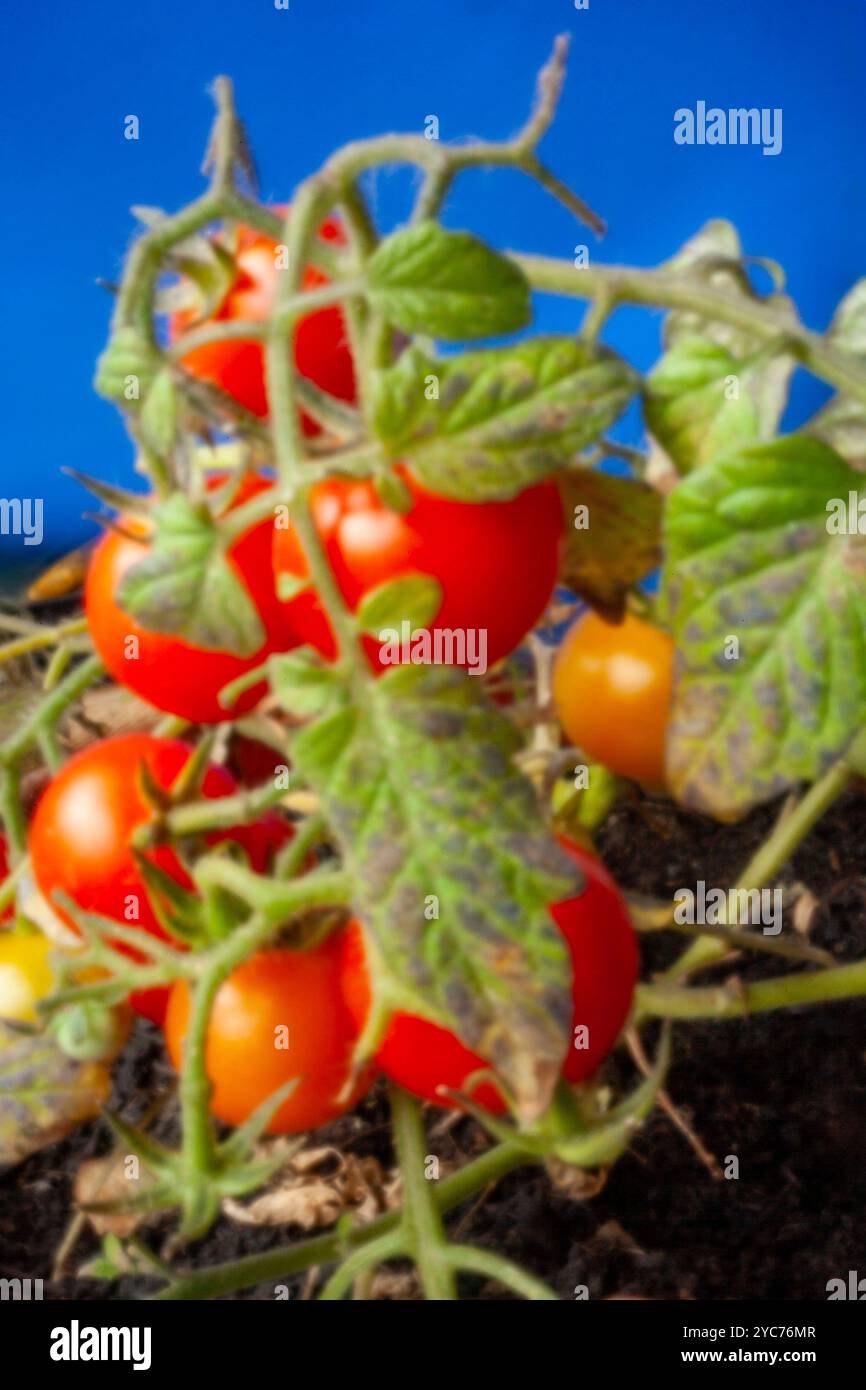 Natural close up fruit / vegetable portrait of the petite and prolific ...