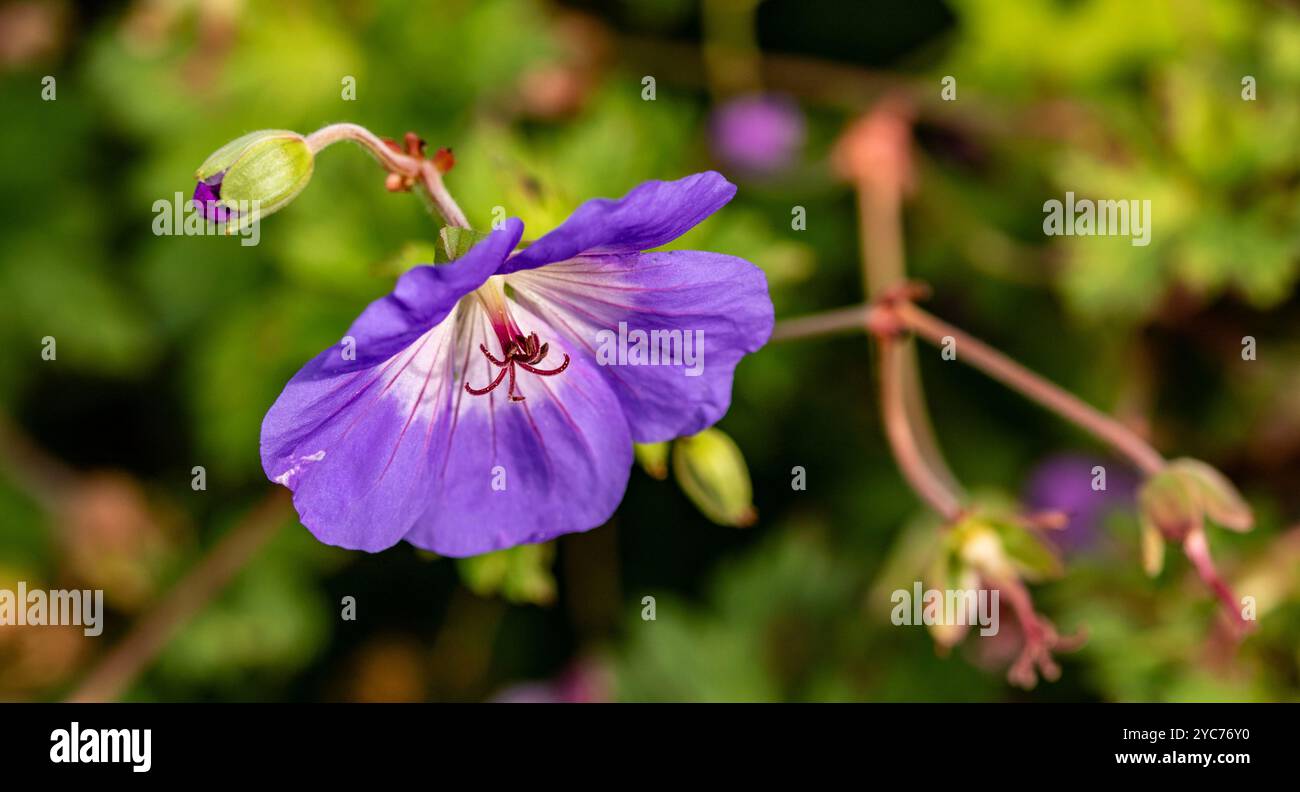 Surprisingly pretty close up flowering plant portrait of Geranium ...
