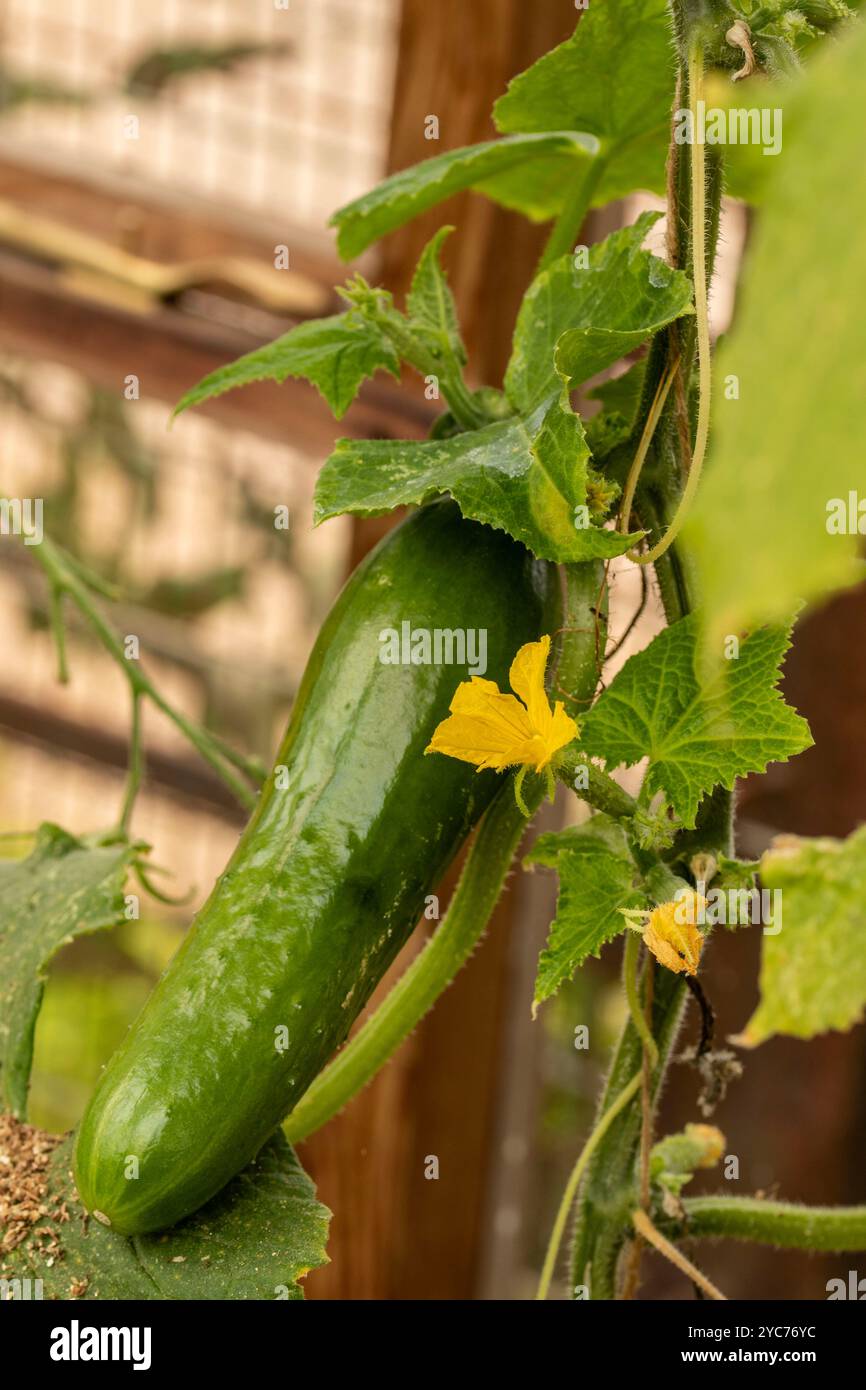 Cucumber ‘Socrates’, Cucumis sativus ‘Socrates’ fruit foliage and ...