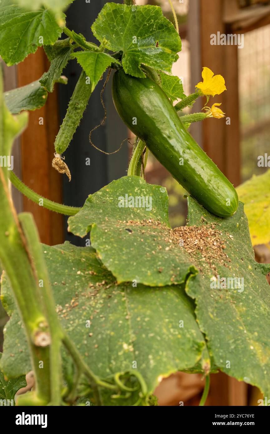 Cucumber ‘Socrates’, Cucumis sativus ‘Socrates’ fruit foliage and ...