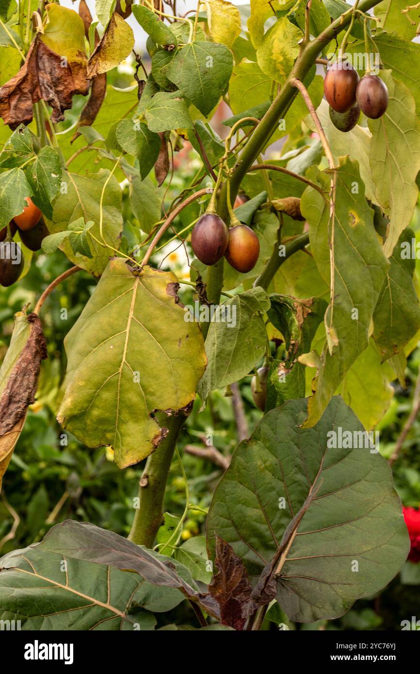 Unusual Tree Tomato Tamarillo Solanum betaceum). Natural close up food ...