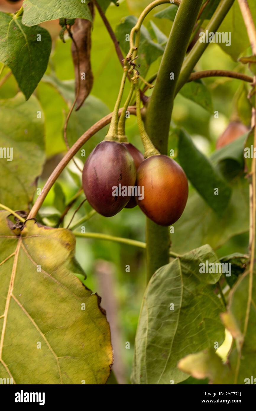 Unusual Tree Tomato Tamarillo Solanum betaceum). Natural close up food ...