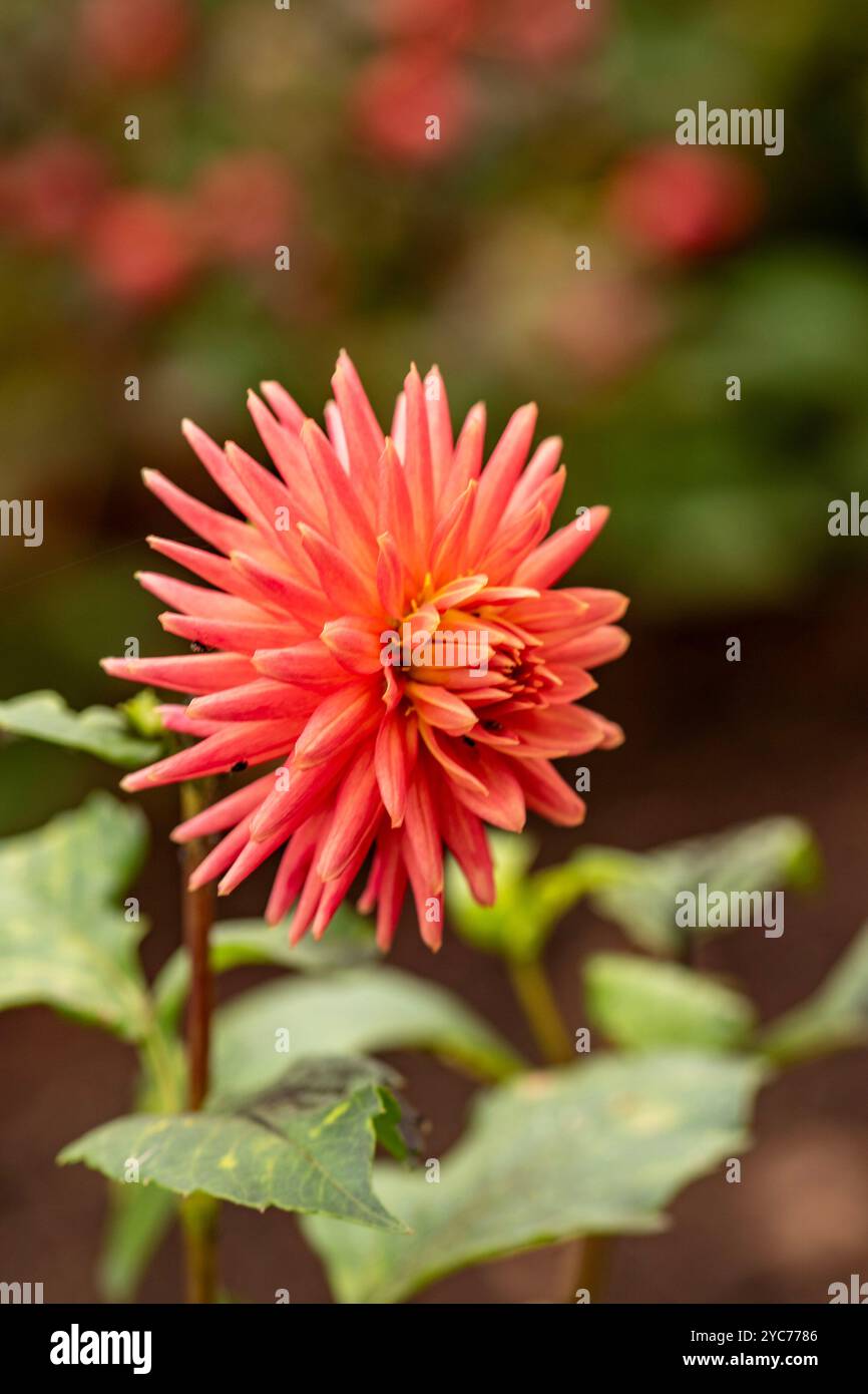 Lovely Dahlia 'Josudi Hercules’. Natural close up flowering plant ...