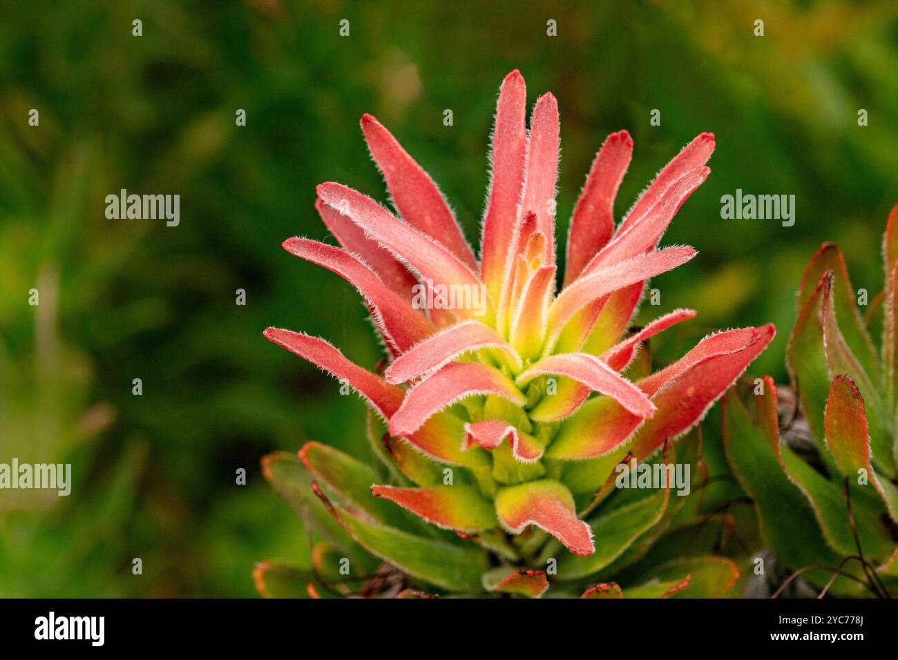 Natural close up flowering plant portrait of the gorgeous and stately ...