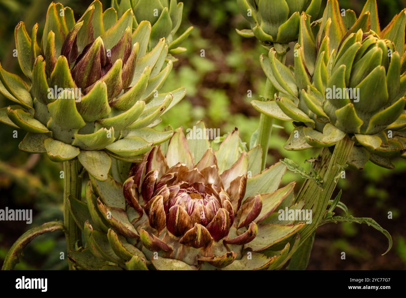 Natural vegetable close up plant portrait of textured Globe Artichoke ...