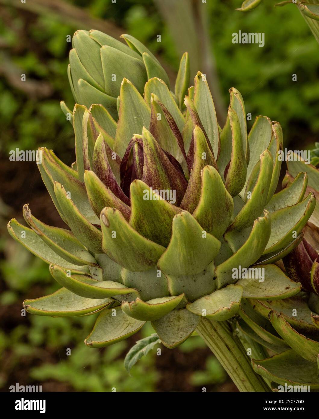 Natural vegetable close up plant portrait of textured Globe Artichoke ...