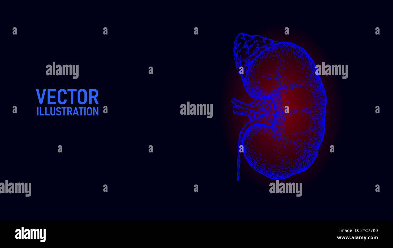 Healthy kidney internal organ ink drawing. Urology system medicine ...