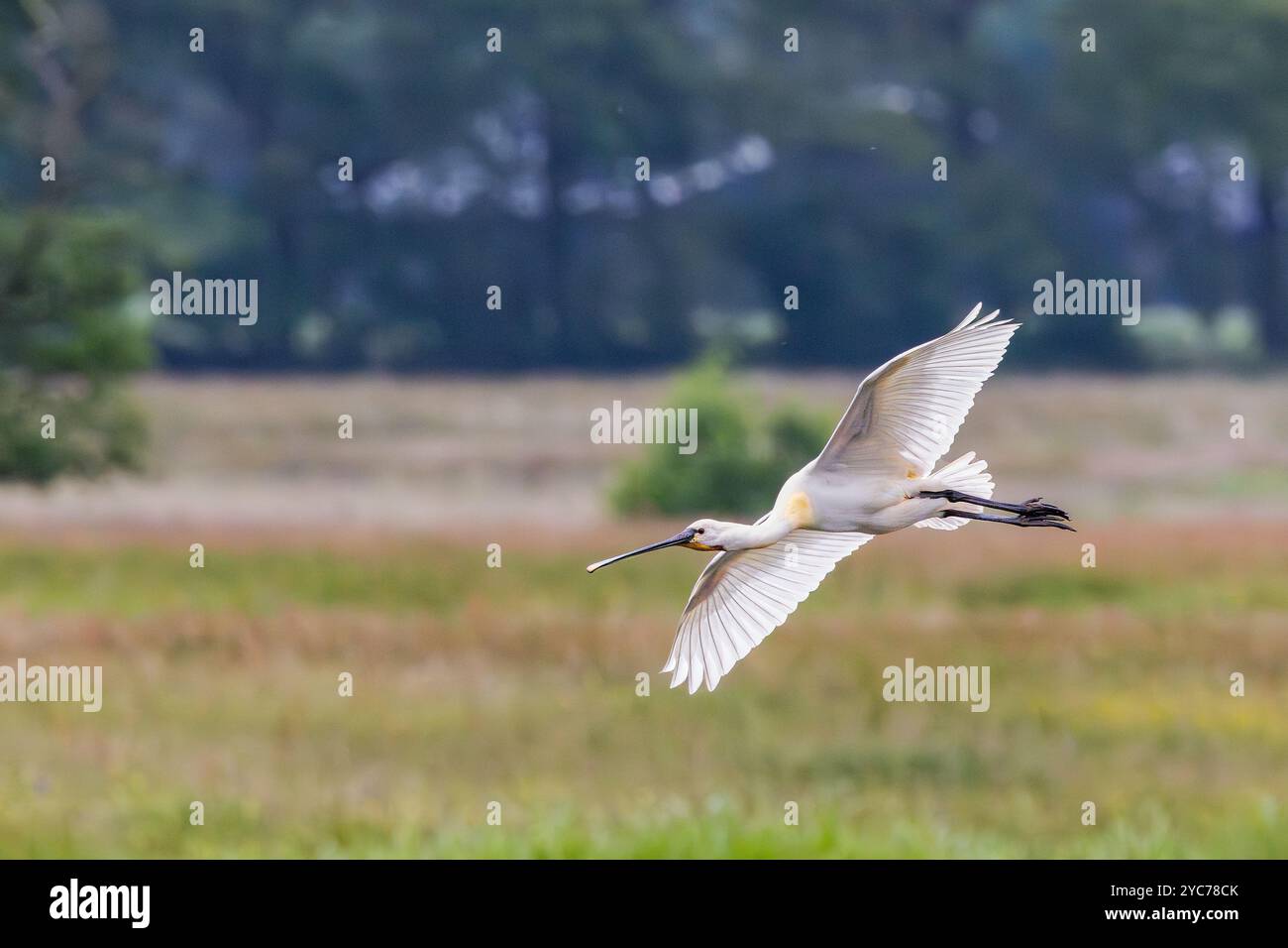 Close up of low flying Spoonbill, Platalea leucorodia, above natural ...