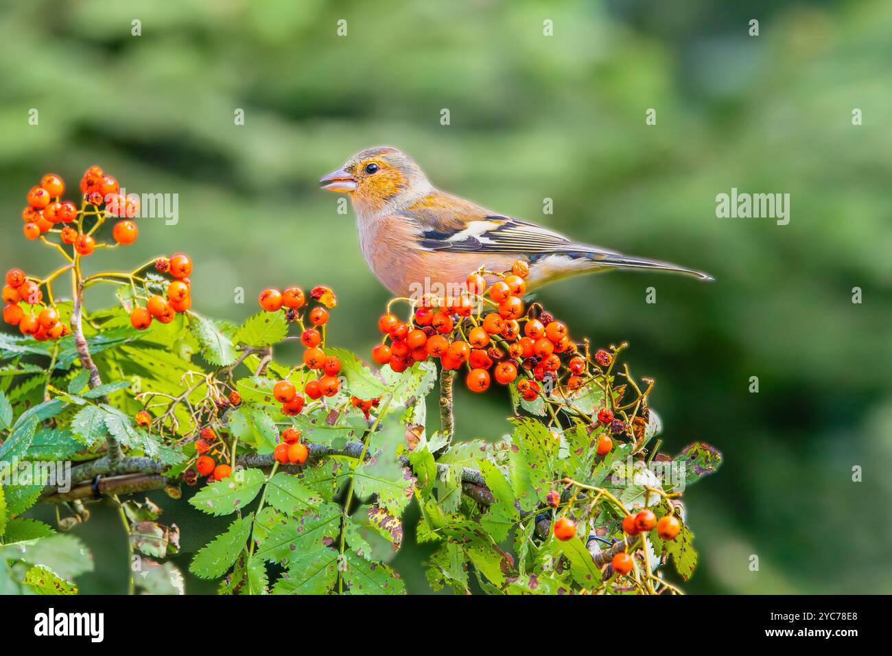 A finch is standing between leaves and red berries hi-res stock ...
