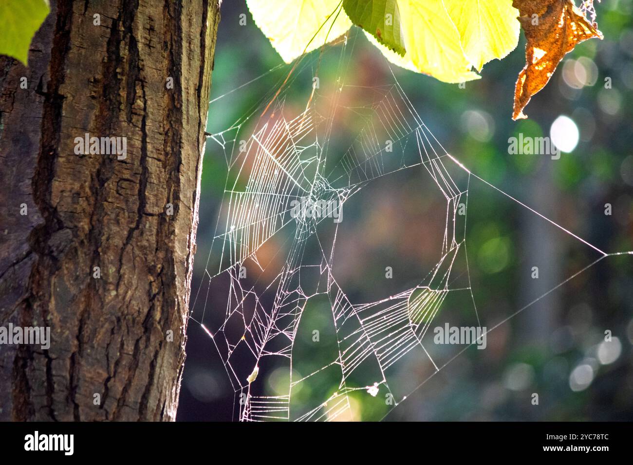 Spider web against blurred bokeh background. Animals hunting method ...