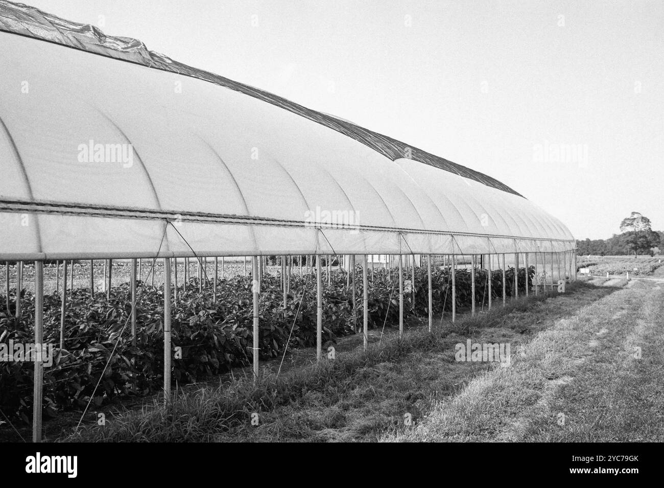 An open greenhouse bursting with ripening tomatoes on a hot hazy summer ...