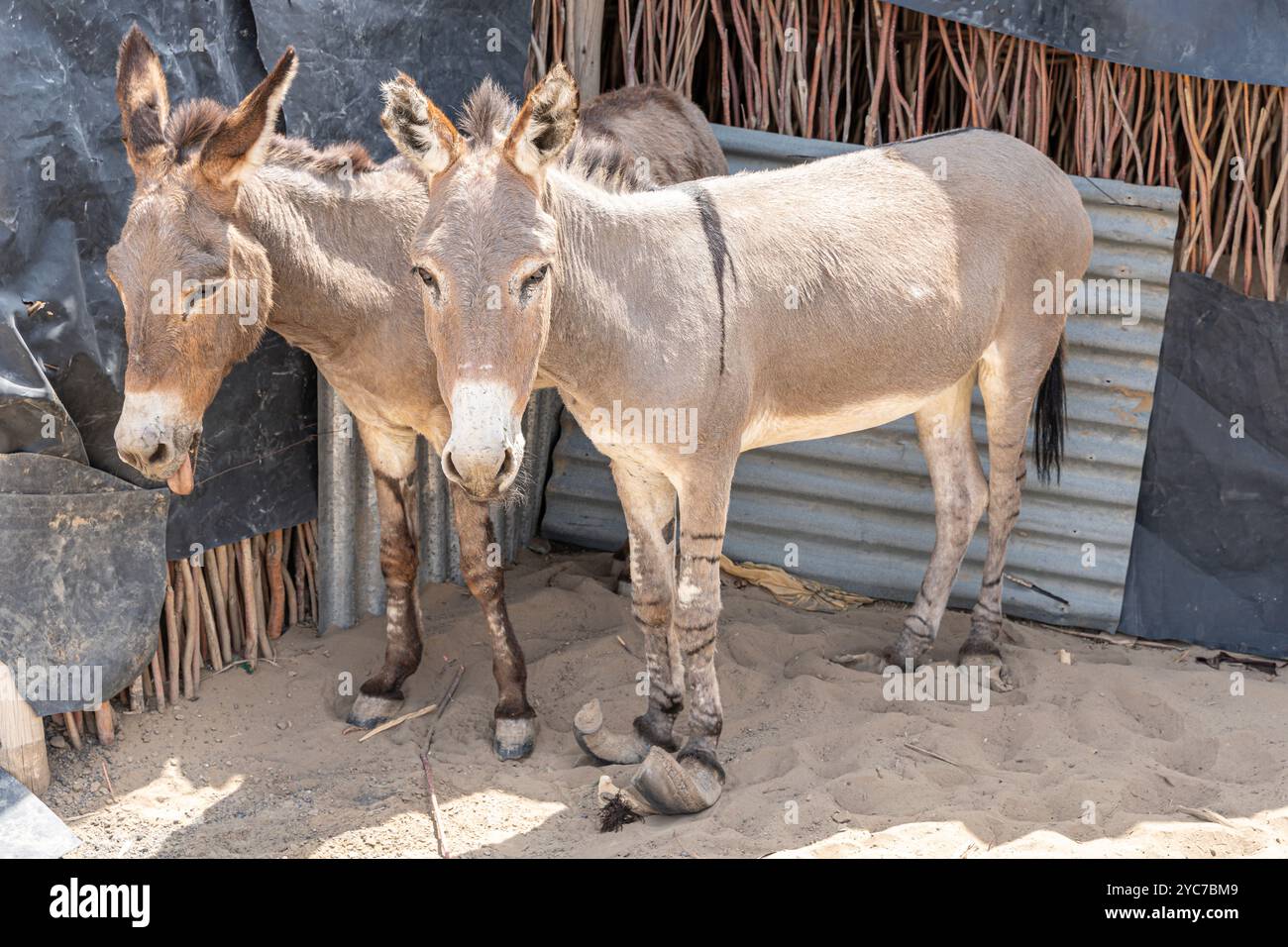 Neglected donkey had hooves so long she could barely walk, Ahmed Ela ...