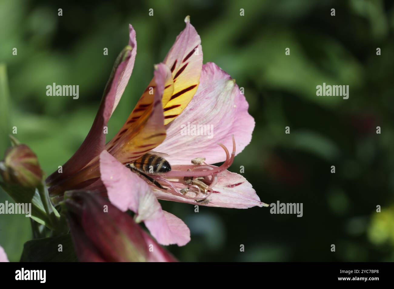 bee collecting nectar from the astromelias flower Stock Photo - Alamy