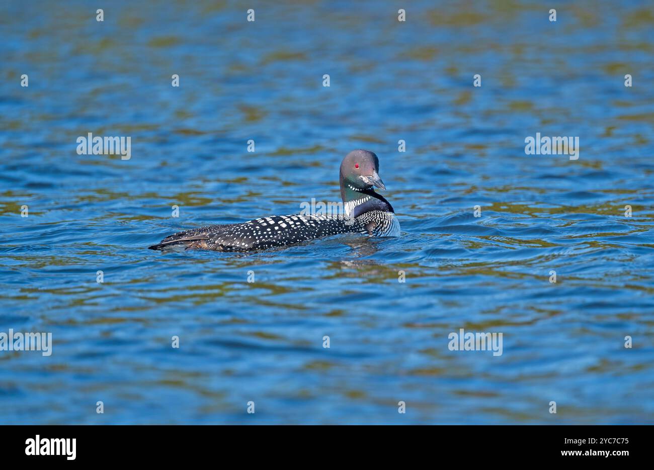 Common Loon Patrolling the Lake on East Bearskin Lake in the Boundary ...