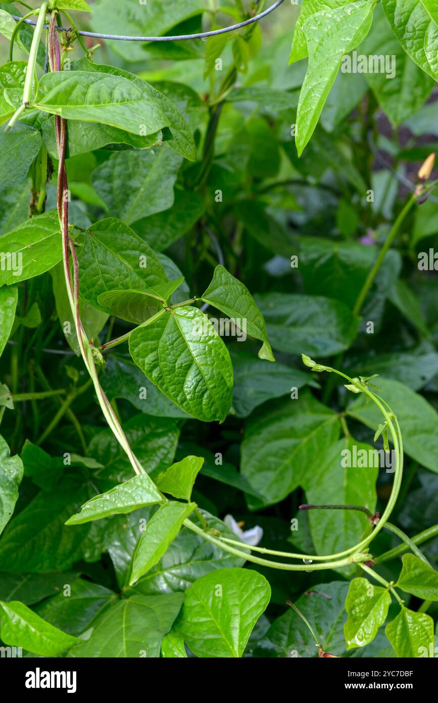 Closeup vertical shot autumn hi-res stock photography and images - Alamy