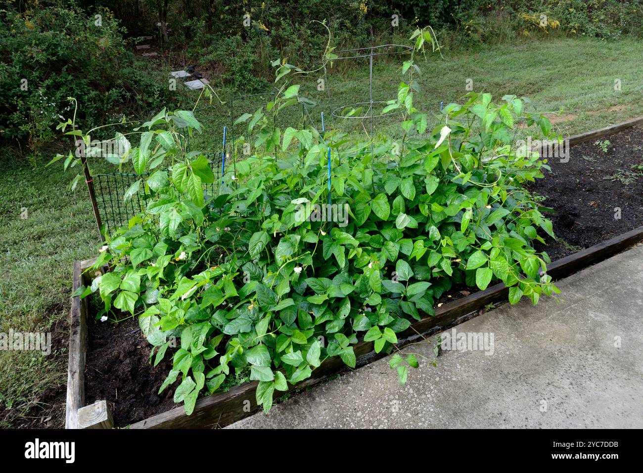 Horizontal shot of an asparagus bean plan in small autumn home garden ...