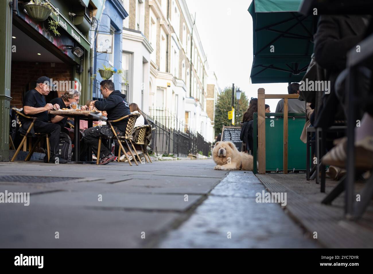 Chow chow lying on street hi-res stock photography and images - Alamy