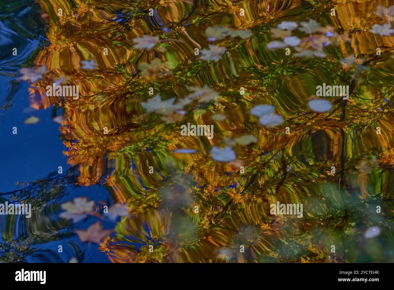 Abstract Autumn Tree Reflection in Rippling Water against the blue sky ...