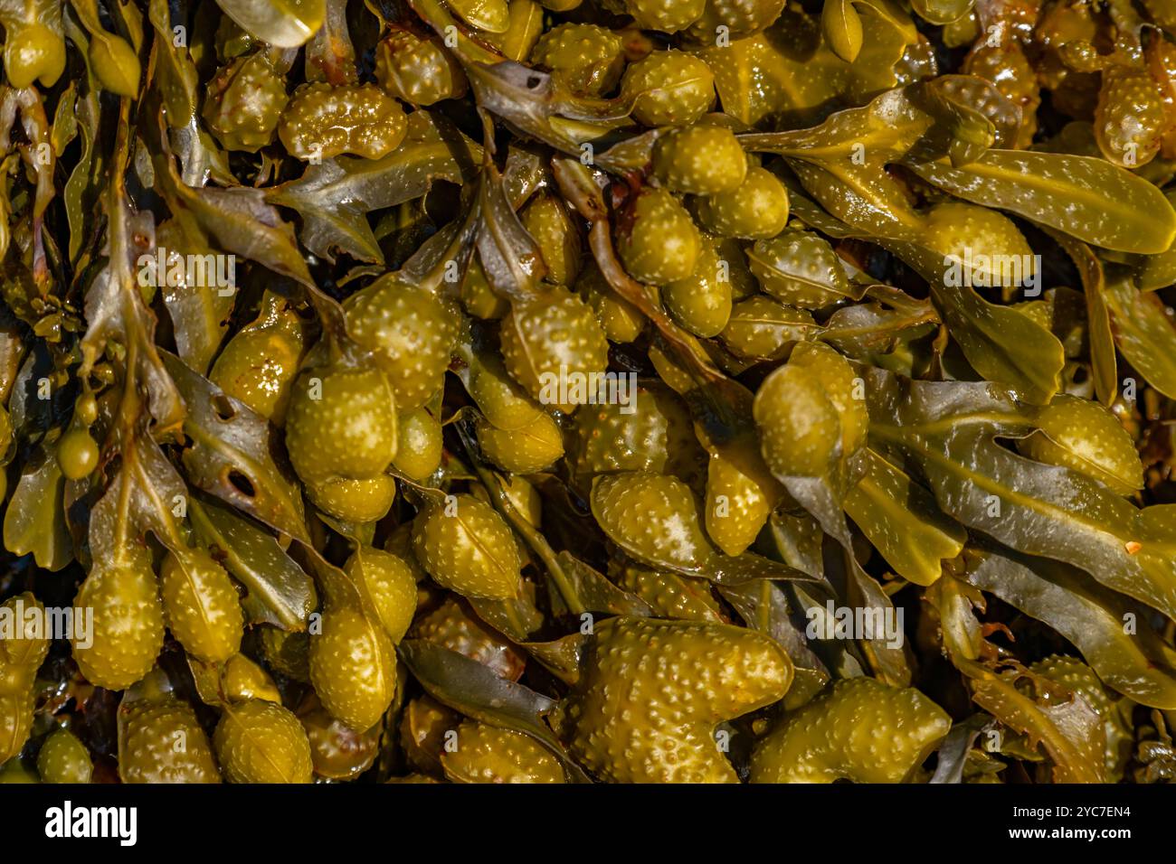 Twisted wrack seaweed hi-res stock photography and images - Alamy