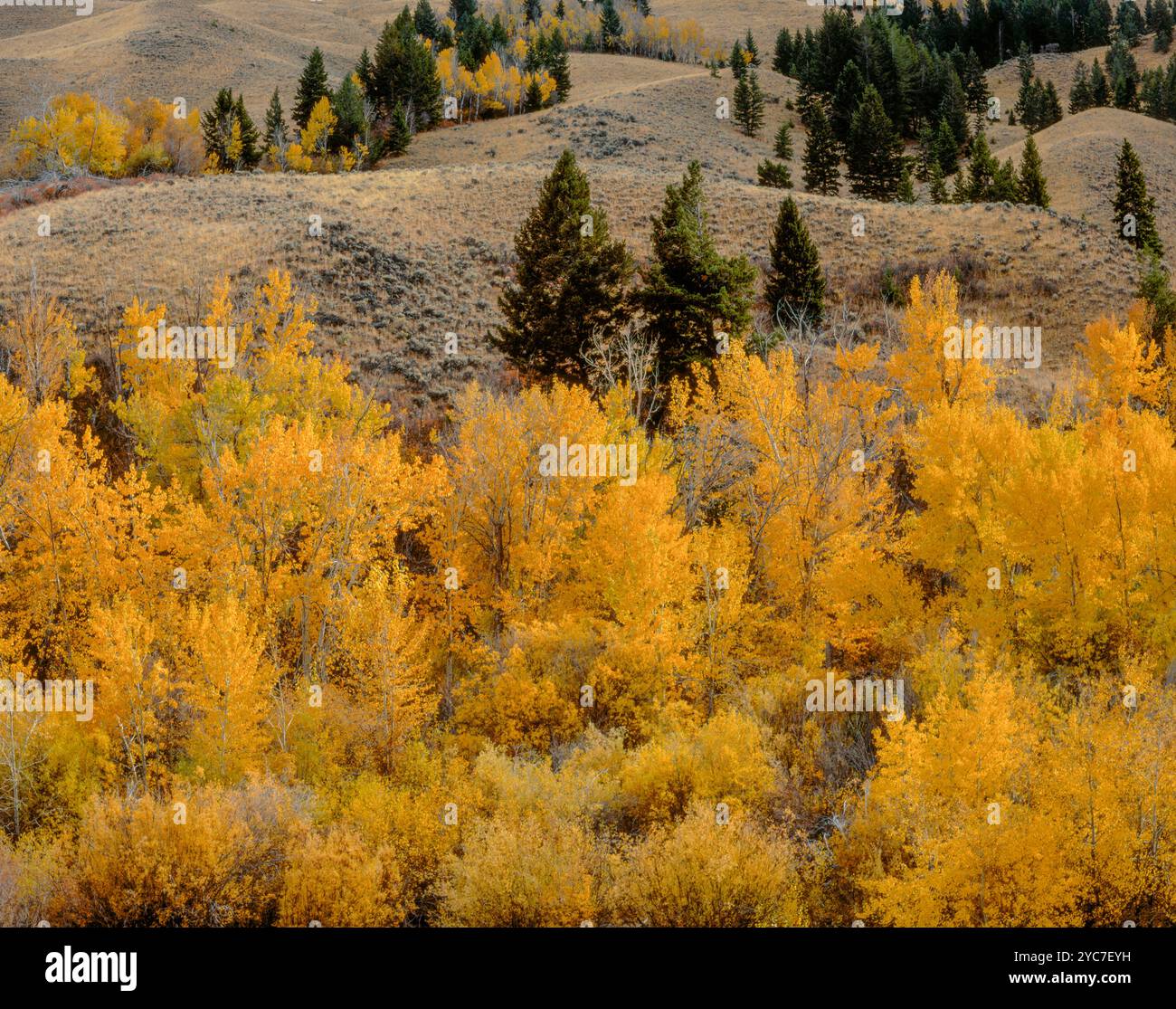 Idaho forests hi-res stock photography and images - Alamy