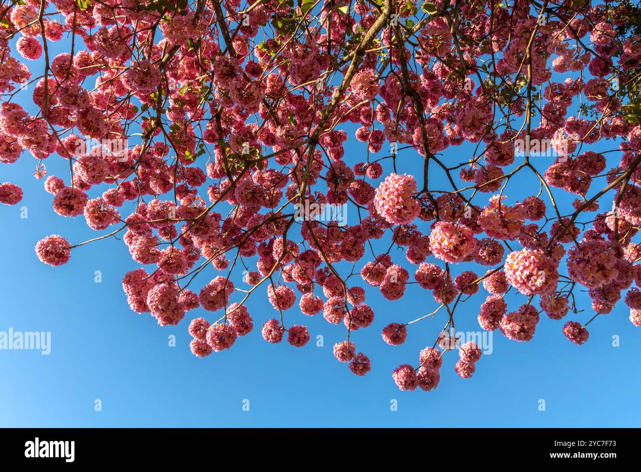 Pink Ipe with scientific name Handroanthus heptaphyllus in Brazil ...