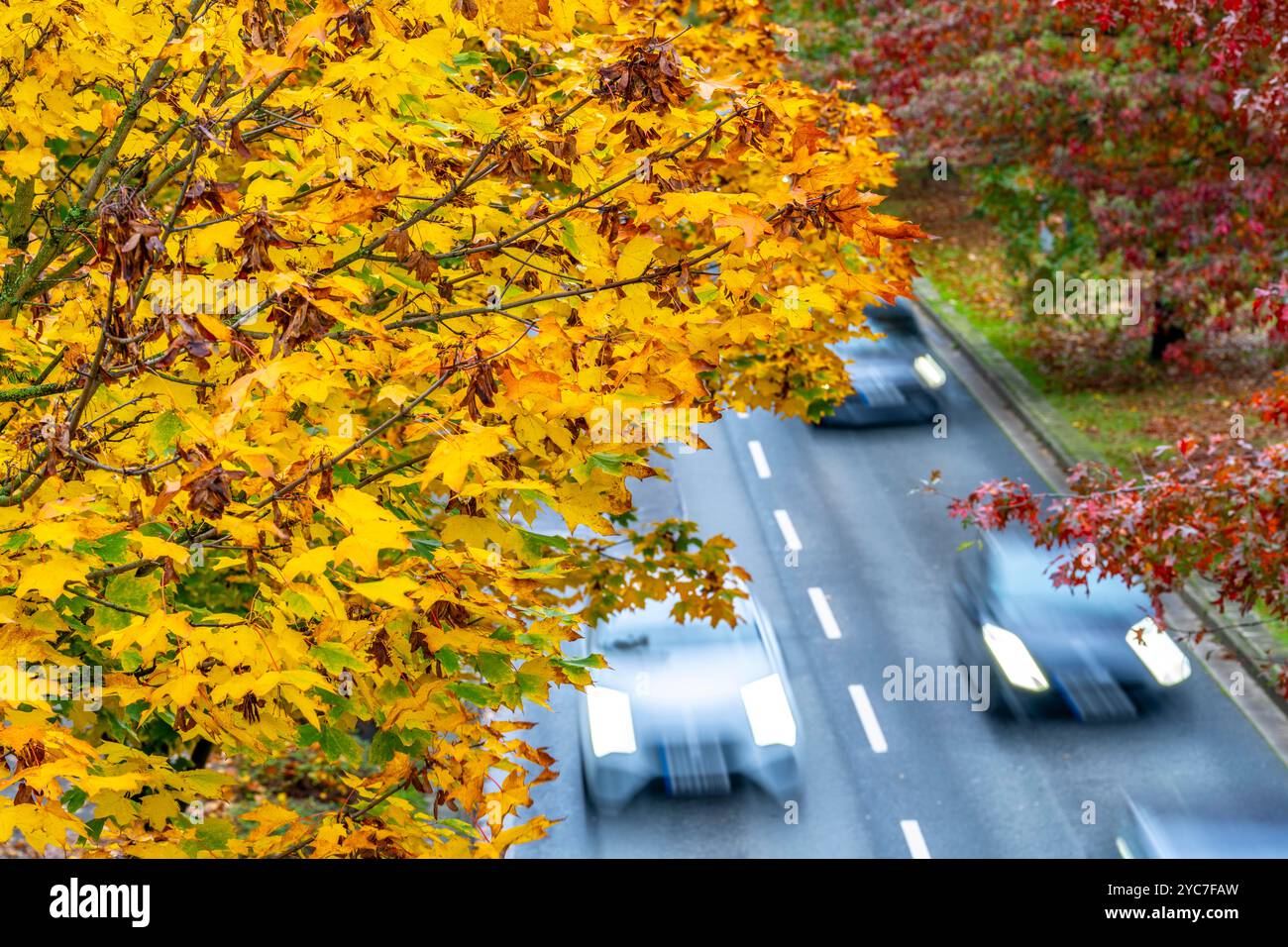 Autumn, road traffic, inner-city, trees in autumnal colors line a 4 ...