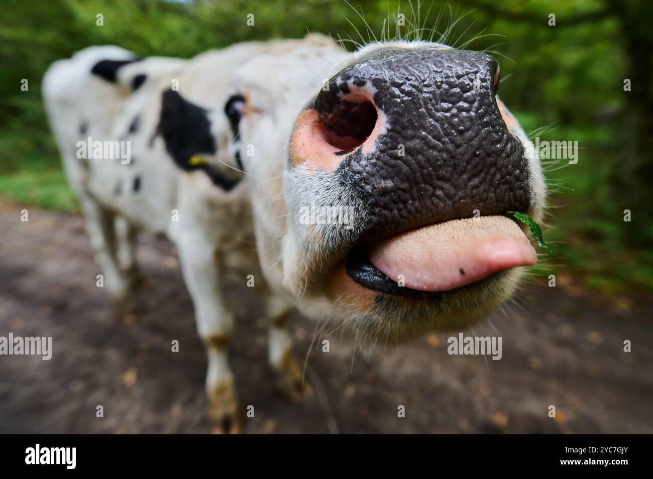 Close-up shot of a curious cow sticking its tongue out, with a blurred ...