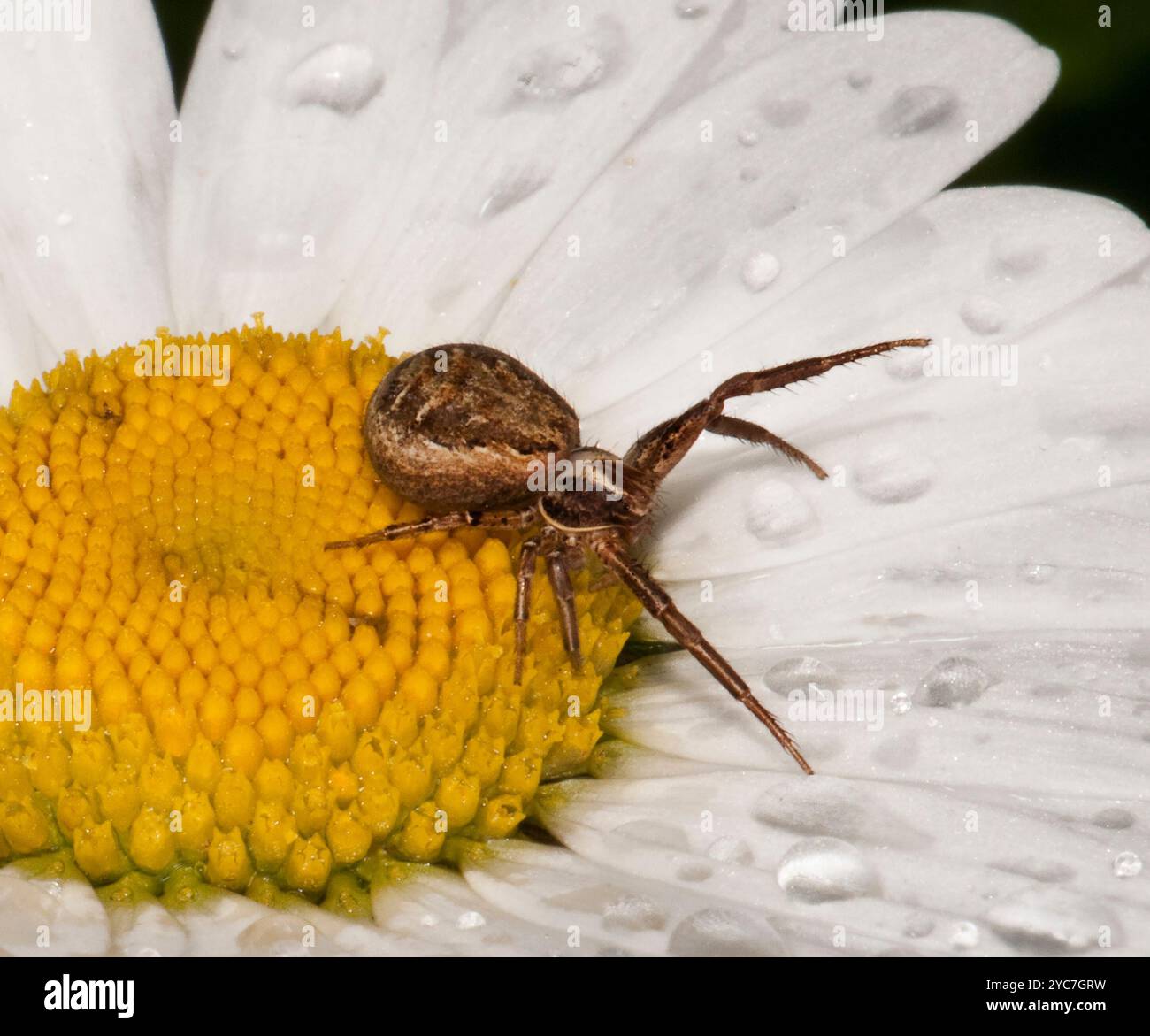 A close-up of a Common crab spider, Xysticus cristatus, taken in the ...