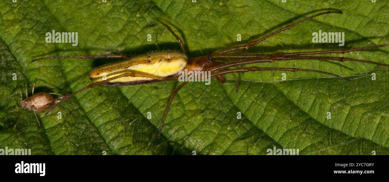 Long jawed orbweb spider hi-res stock photography and images - Alamy