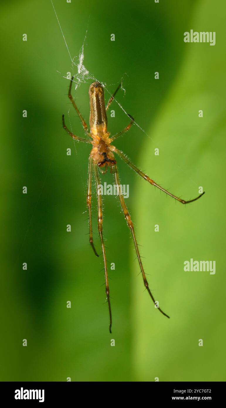 Cream coloured abdomen hi-res stock photography and images - Alamy