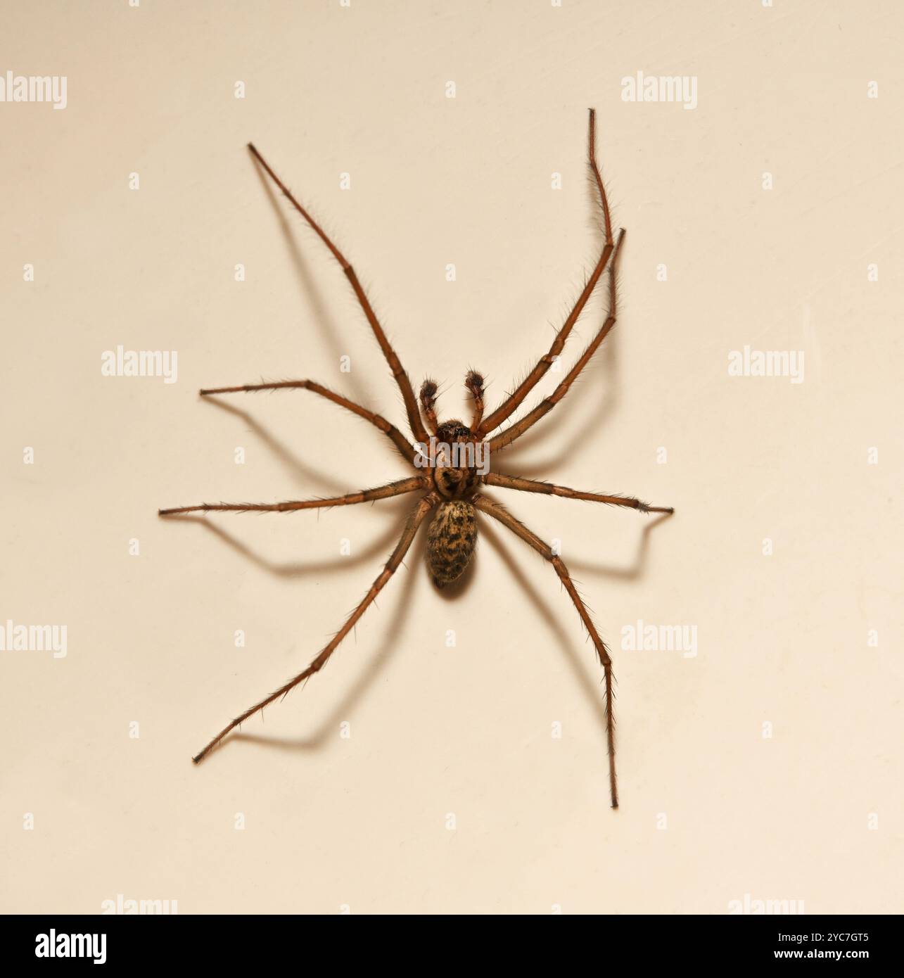 A Giant house spider, Eratigena duellica, climbing up a plain coloured ...