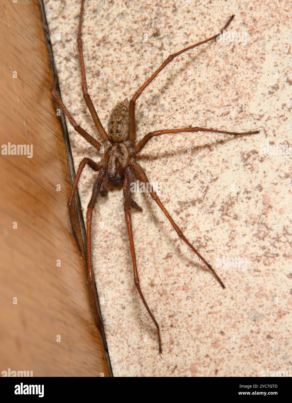 A Giant house spider, Eratigena duellica, walking on a mottled kitchen ...