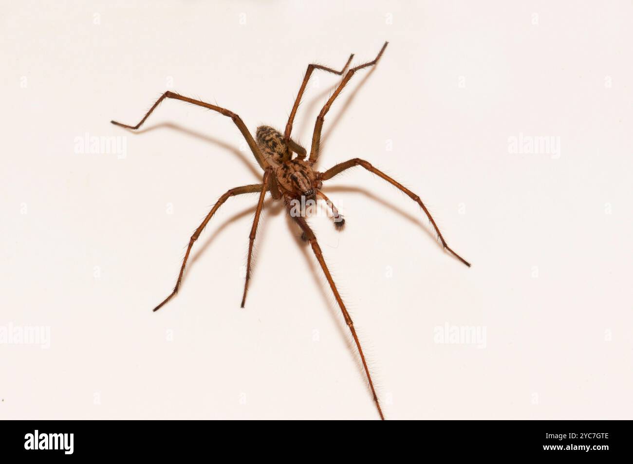 A Giant house spider, Eratigena duellica, which only has seven legs ...