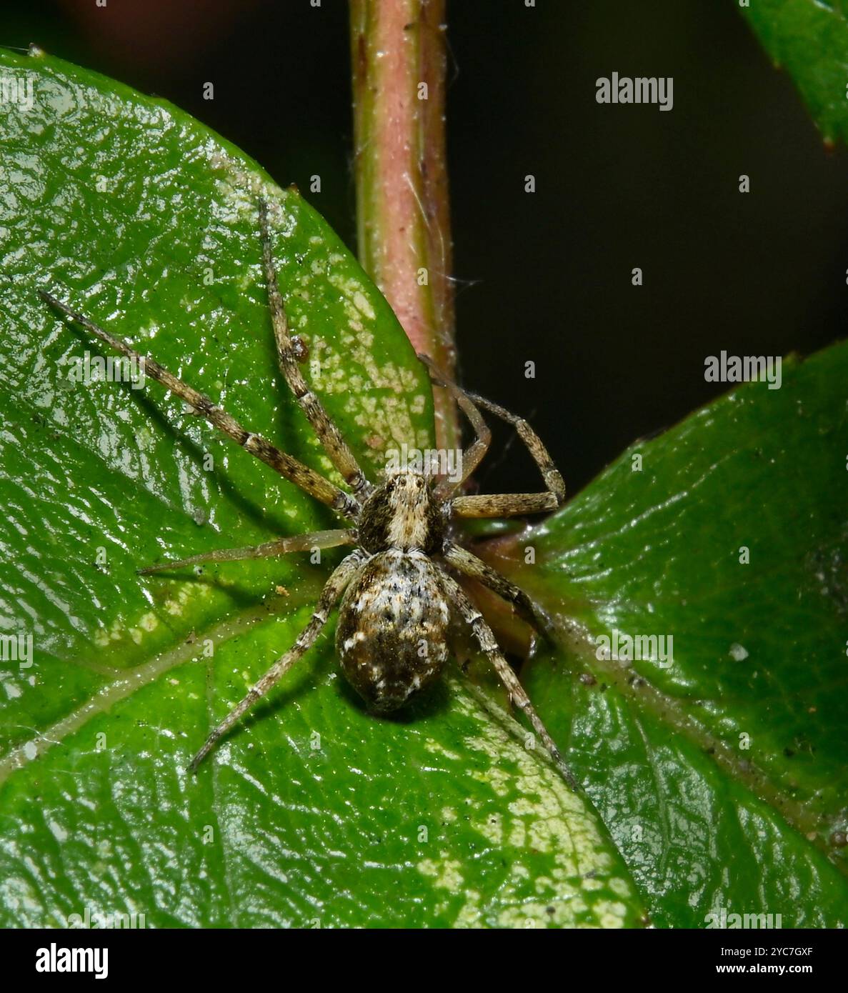 A Wandering crab spider, Philodromus aureolus, resting on a small bush ...