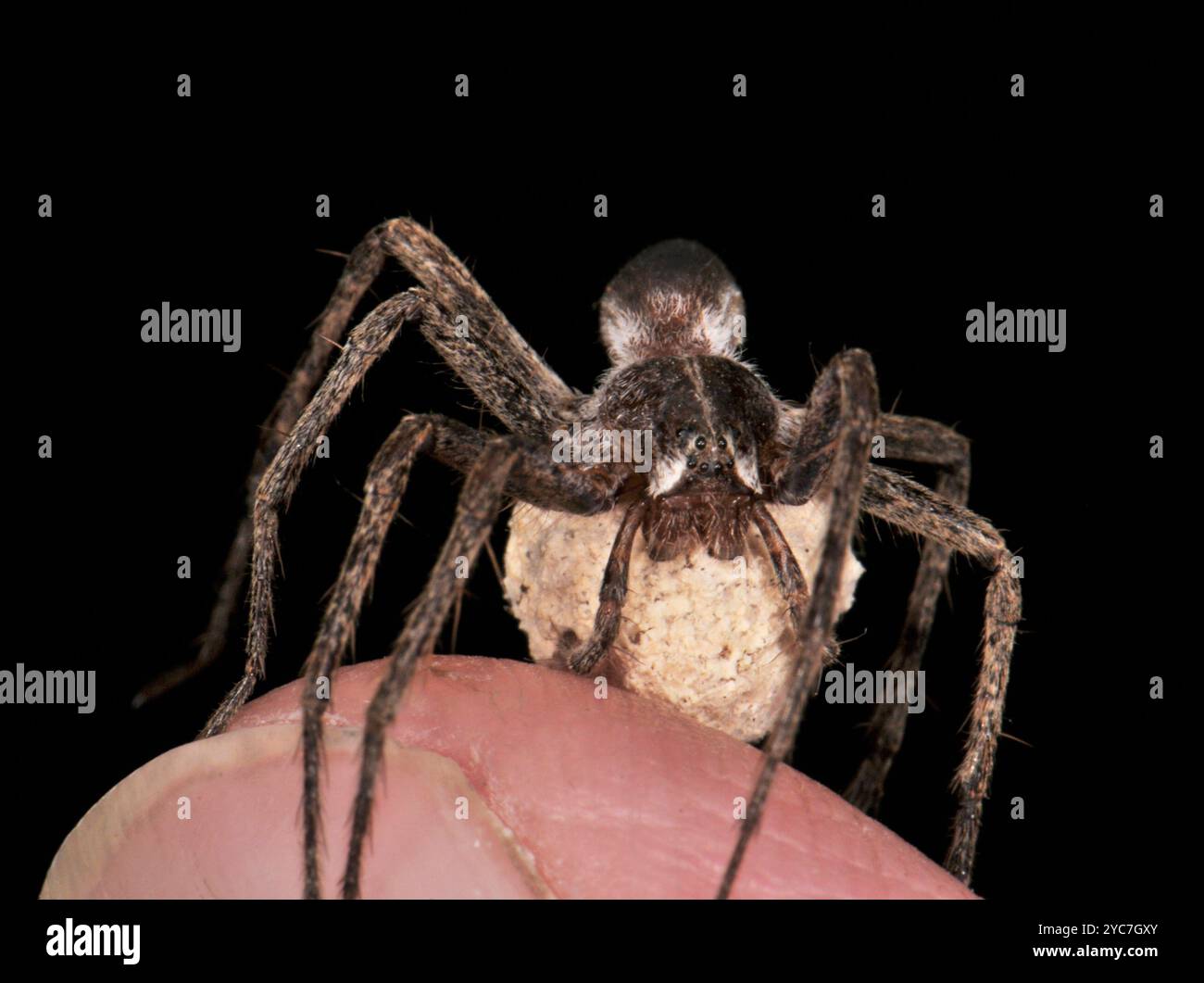 A female Nursery web spider, Pisaura mirabilis, resting on my thumb ...