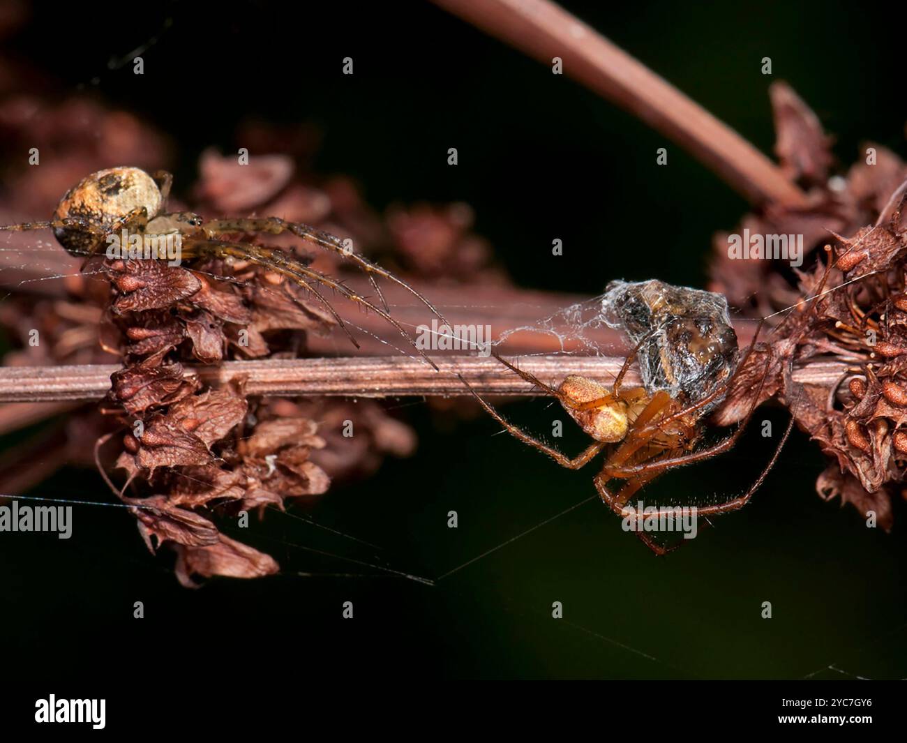 A male Eurasian armoured long-jawed spider, Metellian segmentata, has ...