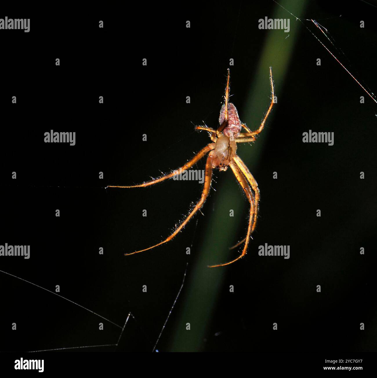 Spider hanging from web hi-res stock photography and images - Alamy