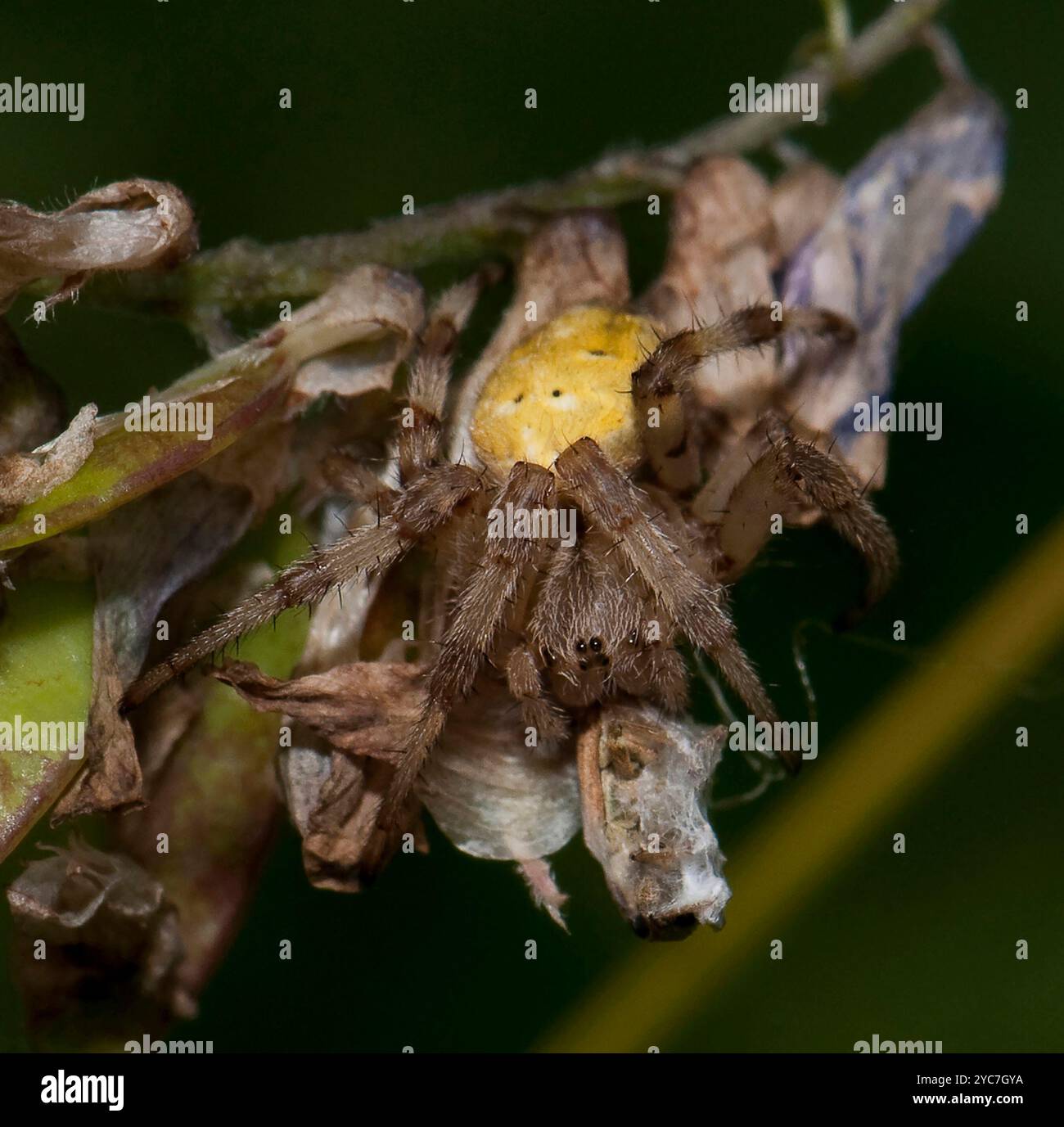 A Four spot orb weaver spider, Araneus quadratus, which is wrapping its ...