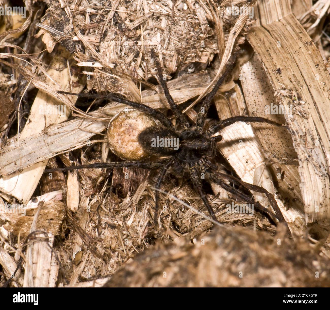 Waste of a good walk hi-res stock photography and images - Alamy