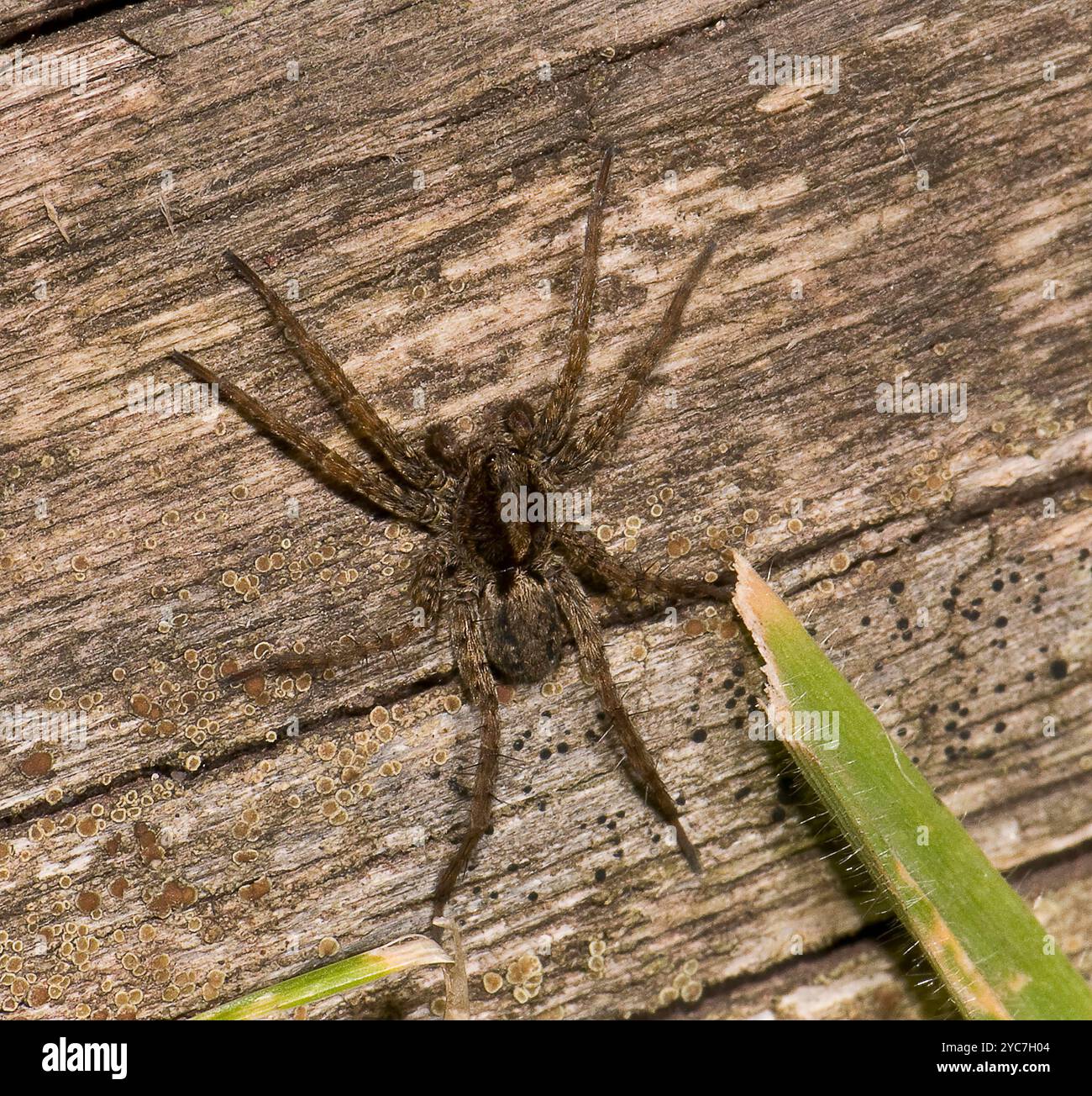A Spotted wolf spider, Pardosa amentata, on a piece of old and cracked ...