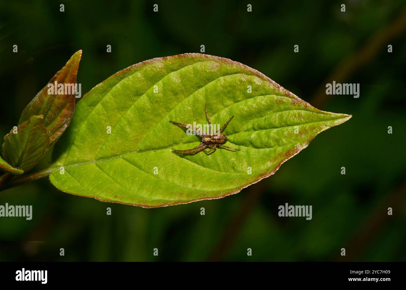 A Turf running spider, Philodromus cespitum, on a Red dogwood leaf ...