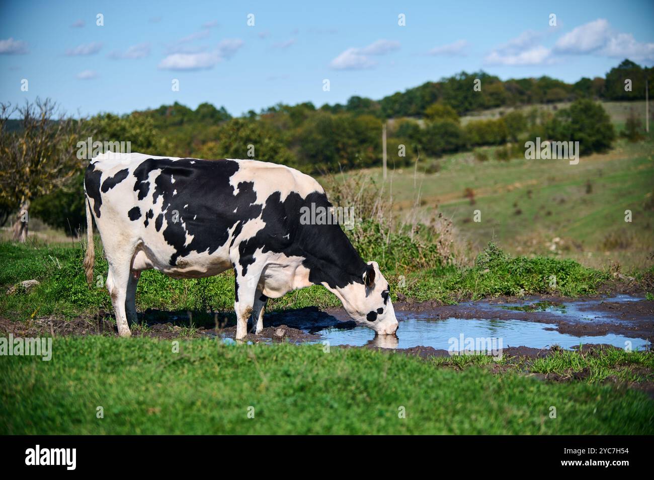 A cow standing near a water puddle in an open field, drinking water ...