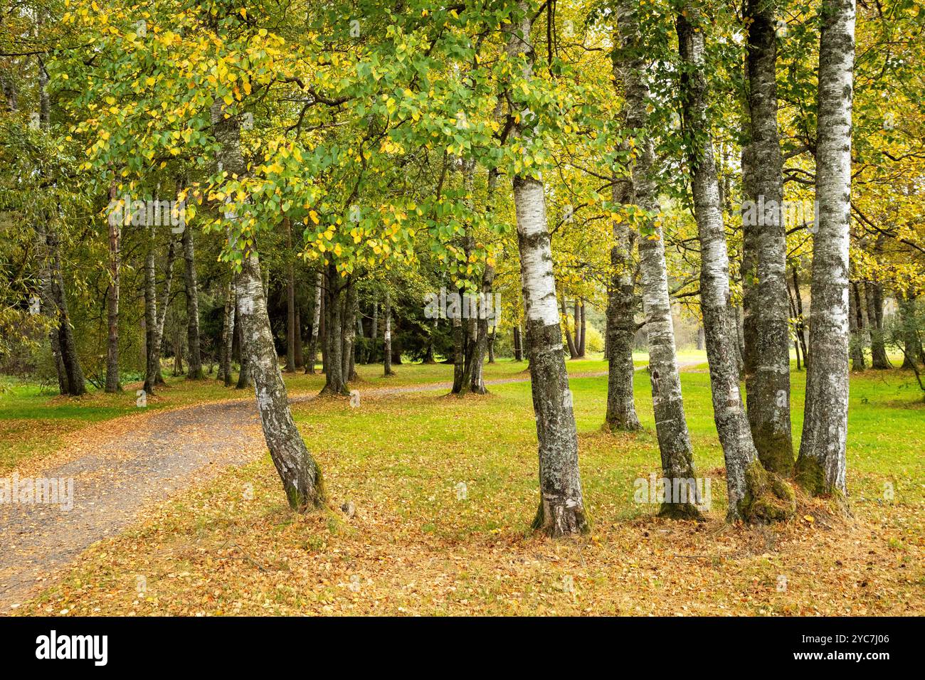 Birch trees along the path in the autumn colored park. Autumn colored ...