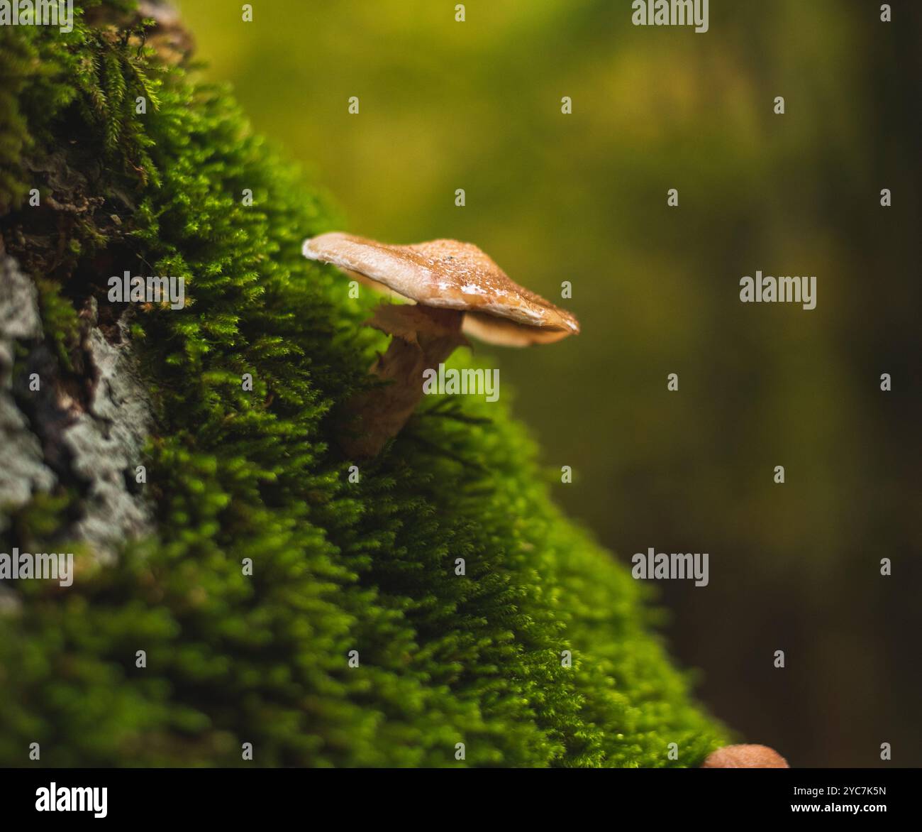 Moss on dead tree hi-res stock photography and images - Alamy